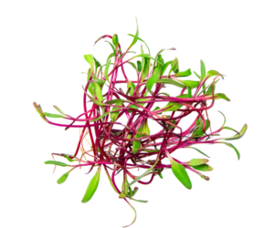 Radish Microgreens - 50g - Hungry Hut Microgreens